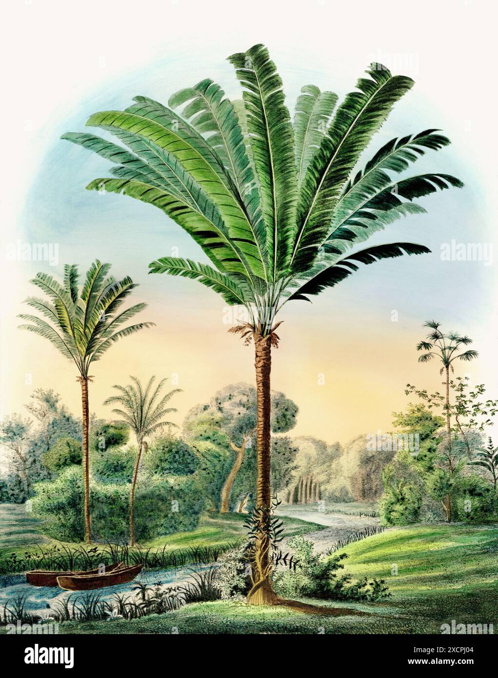 Beautiful Palm Landscape: Botanical palm tree illustration in their ...