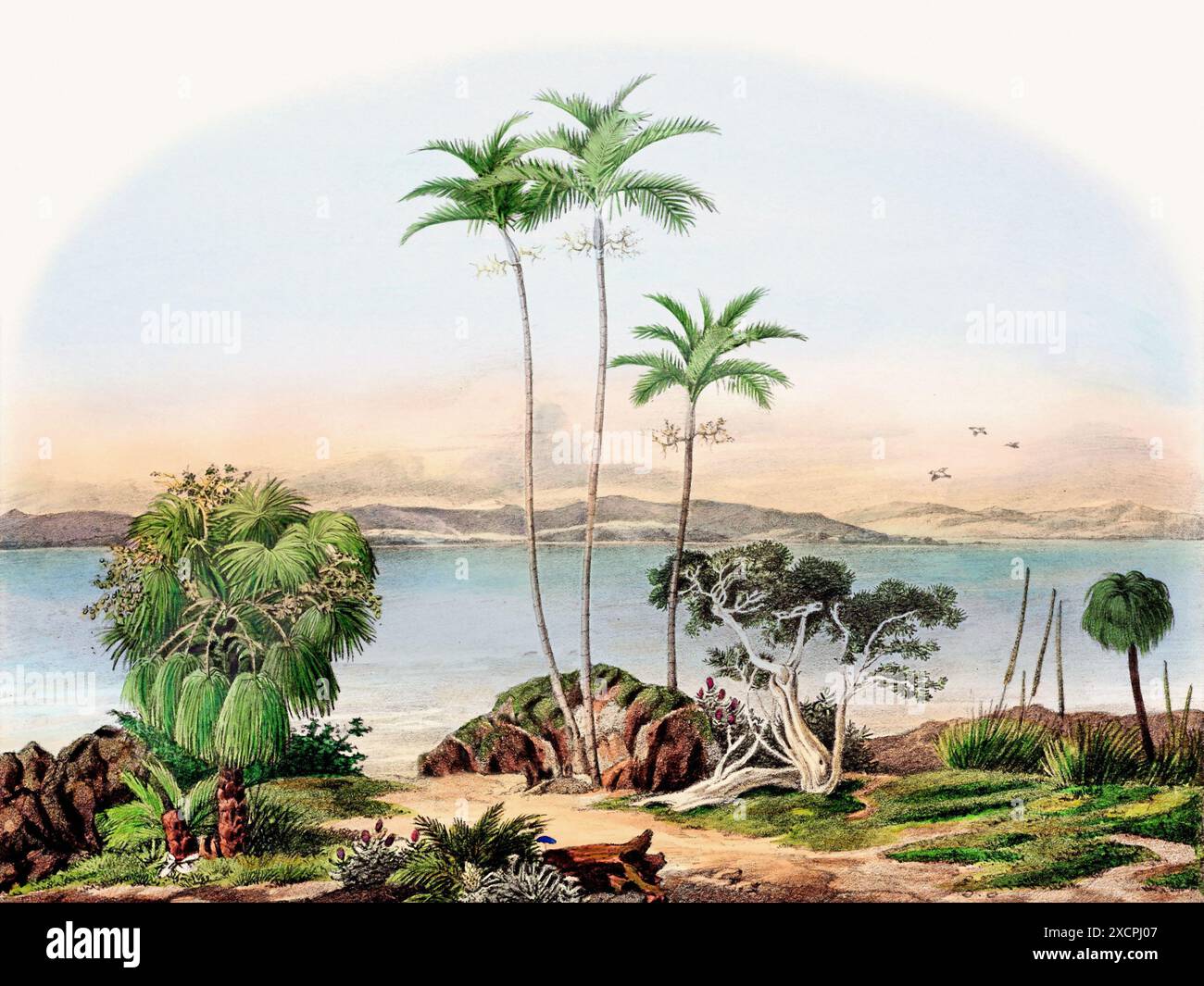 Beautiful Palm Landscape: Botanical palm tree illustration in their ...
