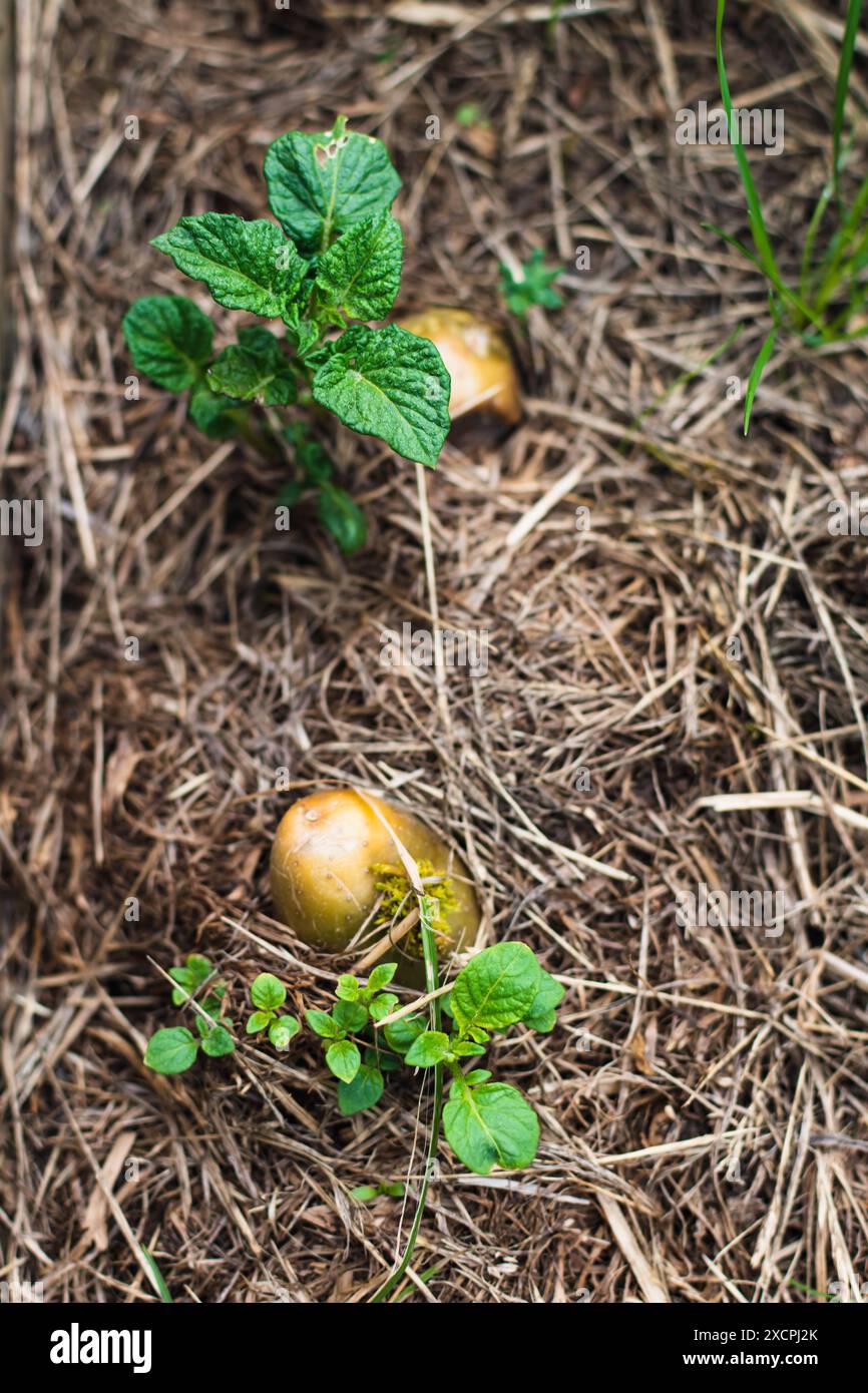 Potato above ground under mulch, growing, solanum tuberosum Stock Photo ...