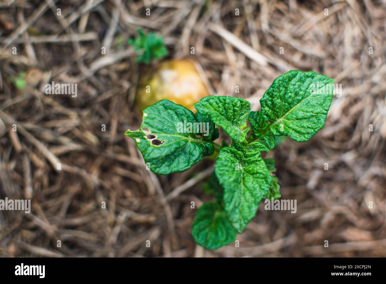 Potato above ground under mulch, growing, solanum tuberosum Stock Photo ...