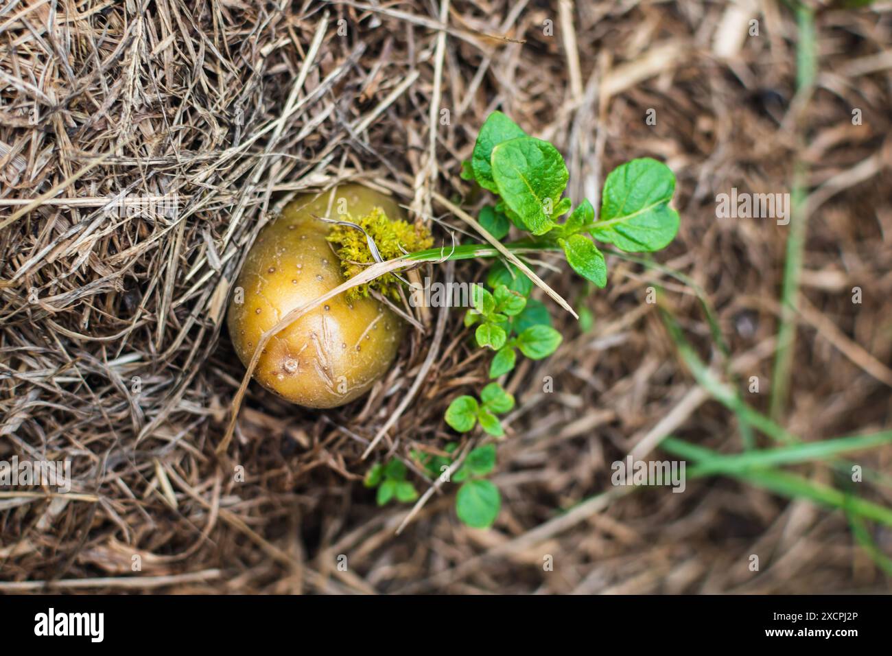 Potato above ground under mulch, growing, solanum tuberosum Stock Photo ...
