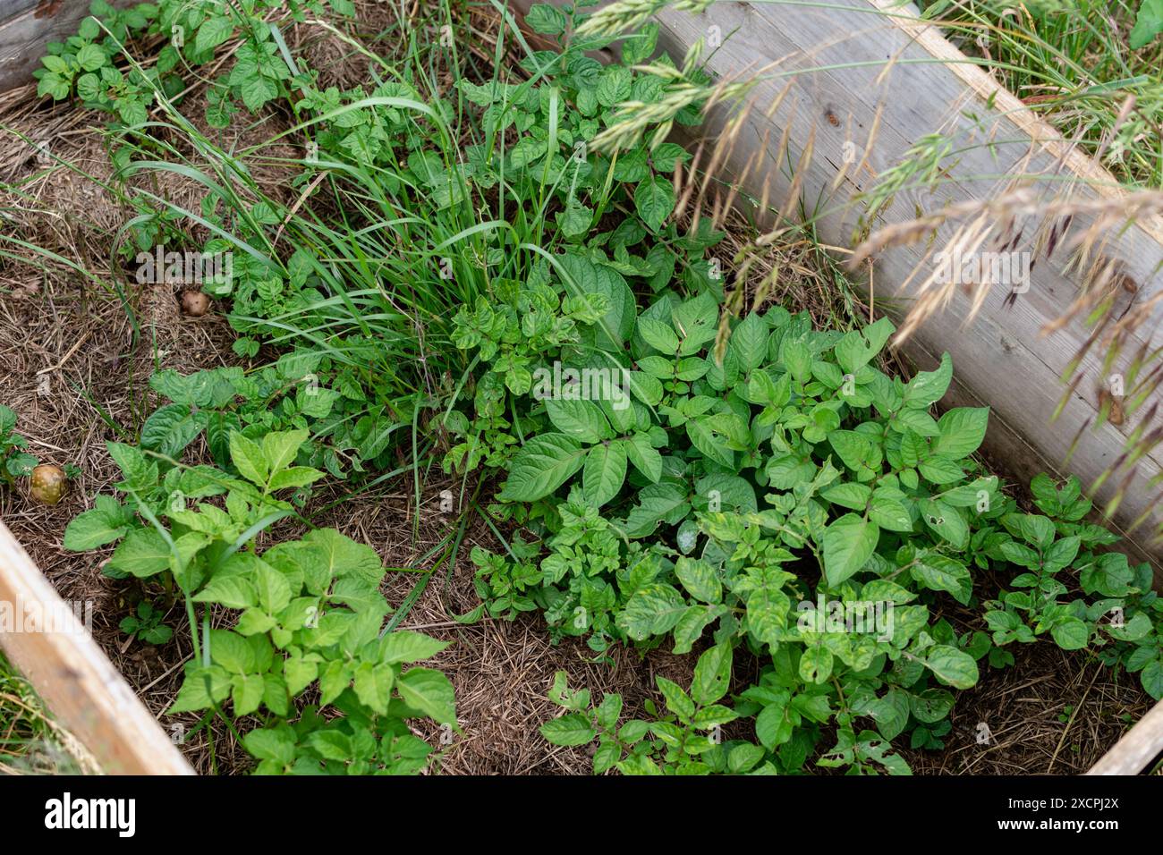 Potato above ground under mulch, growing, solanum tuberosum Stock Photo ...