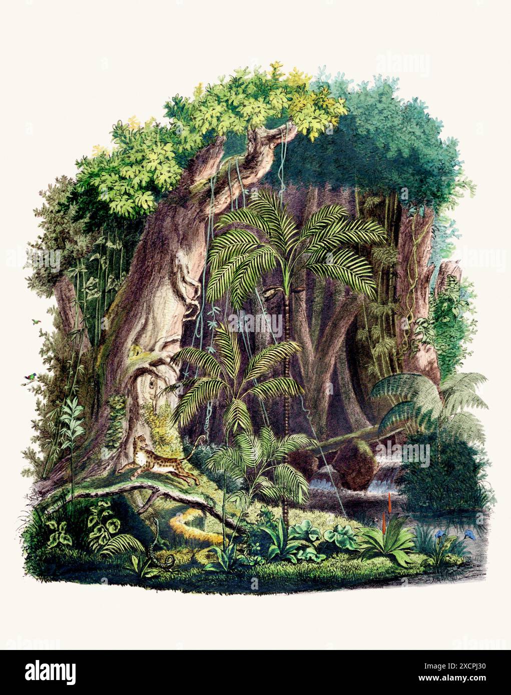 Botanical Illustration of a Colorful Jungle Scene. Rainforest Stock ...
