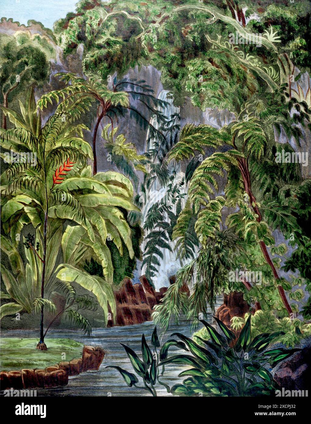 Botanical Illustration of a Colorful Jungle Scene. Rainforest Stock ...