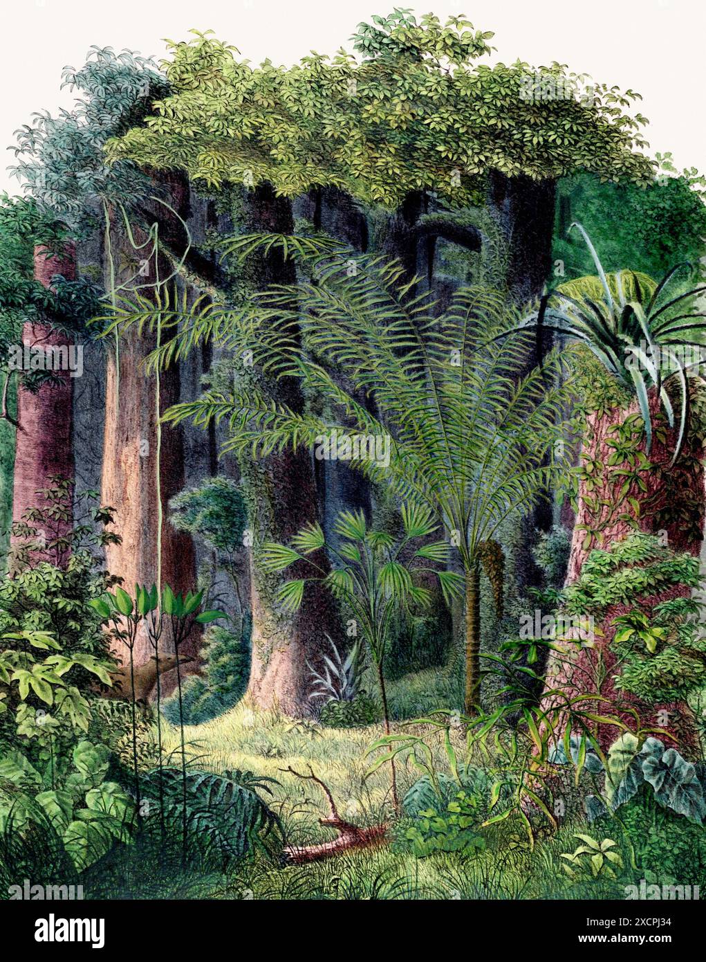 Botanical Illustration of a Colorful Jungle Scene. Rainforest Stock ...