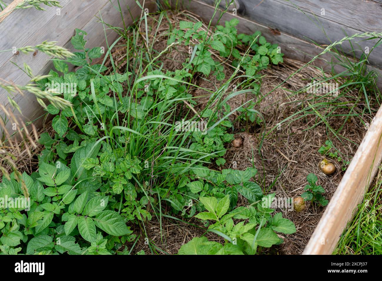 Potato above ground under mulch, growing, solanum tuberosum Stock Photo ...