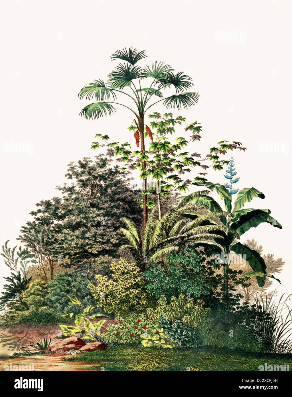 Detailed jungle scene hi-res stock photography and images - Alamy
