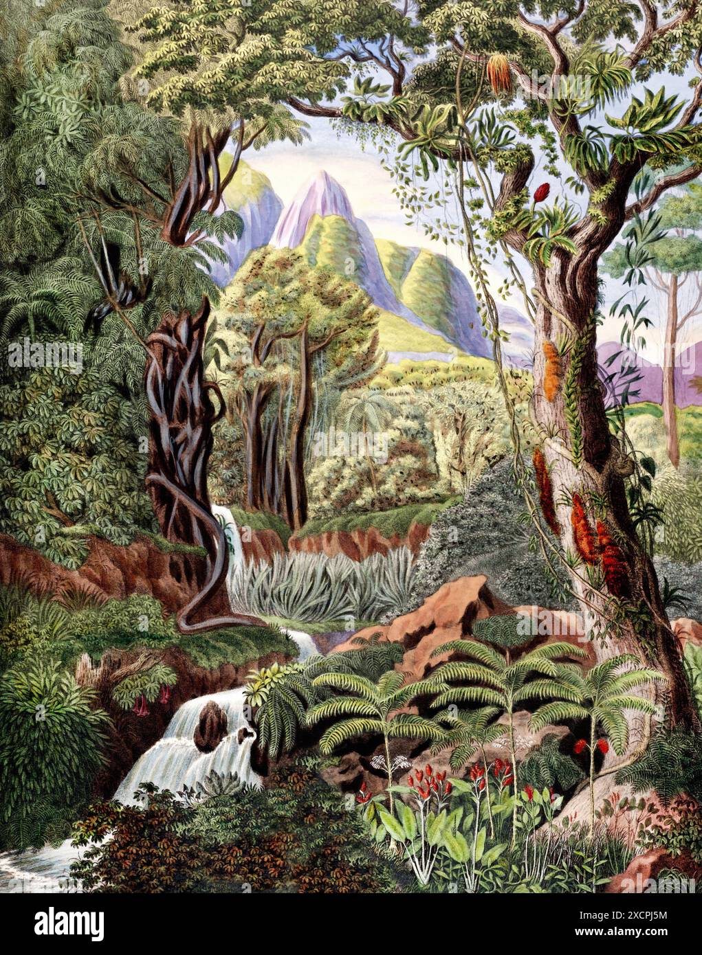 Botanical Illustration of a Colorful Jungle Scene. Rainforest Stock ...