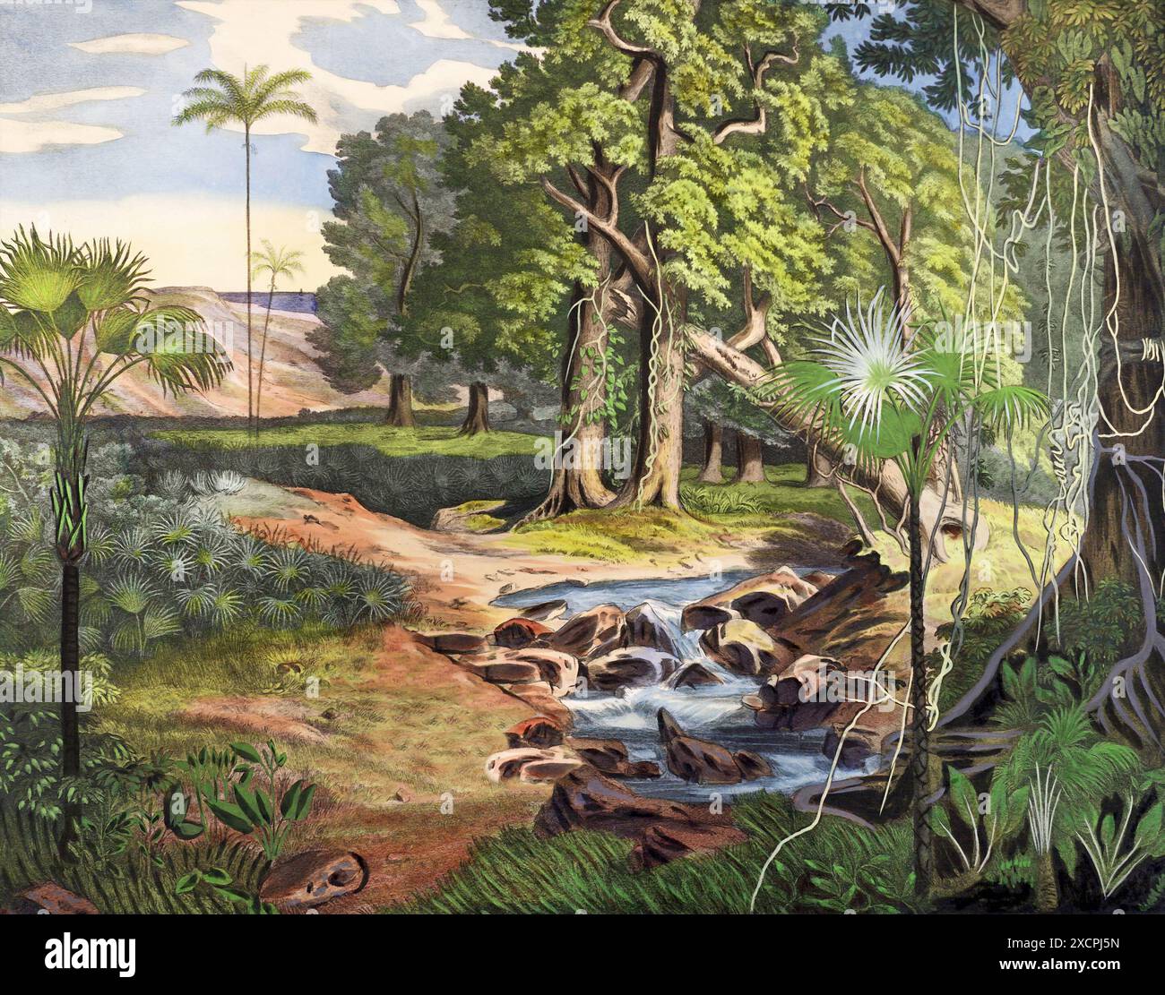 Botanical Illustration of a Colorful Jungle Scene. Rainforest Stock ...