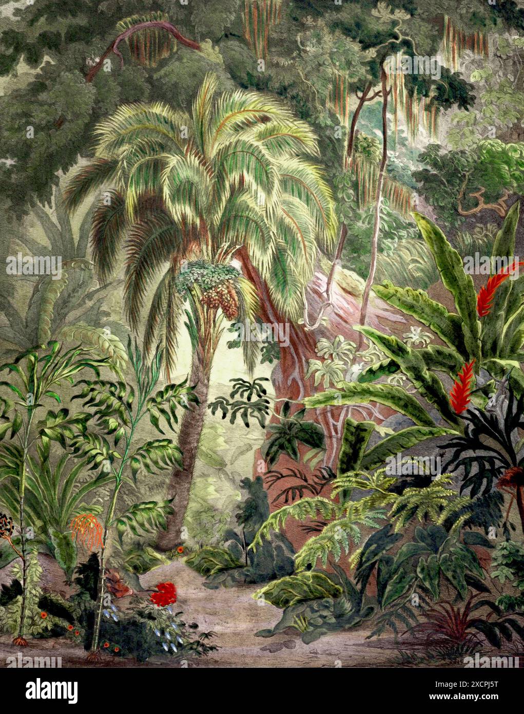 Botanical Illustration of a Colorful Jungle Scene. Rainforest Stock ...