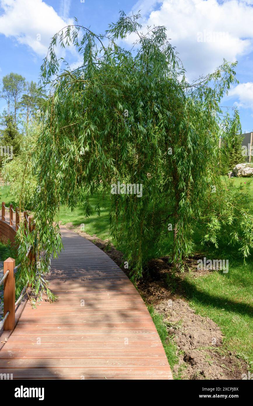 The wooden eco-trail for the walk passes under a willow tree. A walk in ...