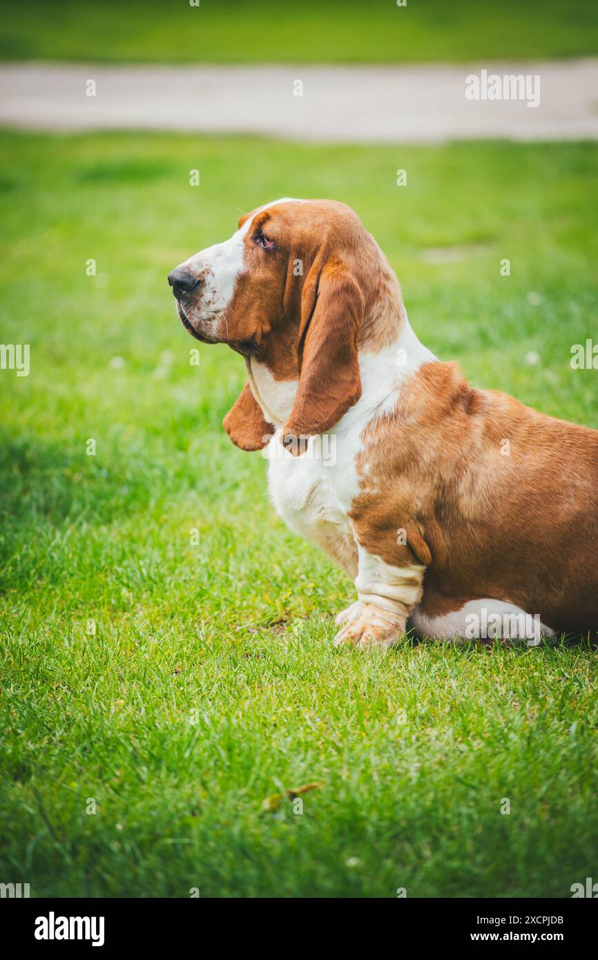 Working basset hi-res stock photography and images - Alamy
