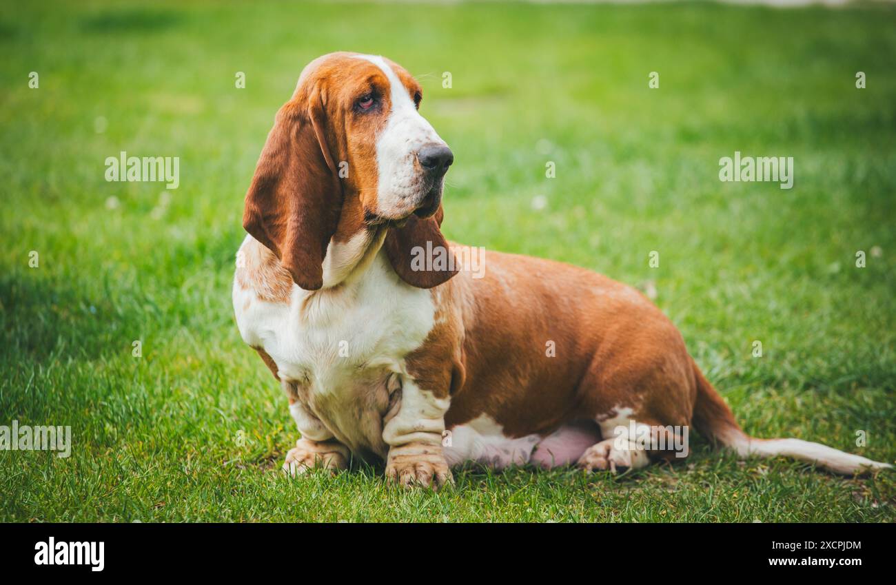 Working basset hi-res stock photography and images - Alamy