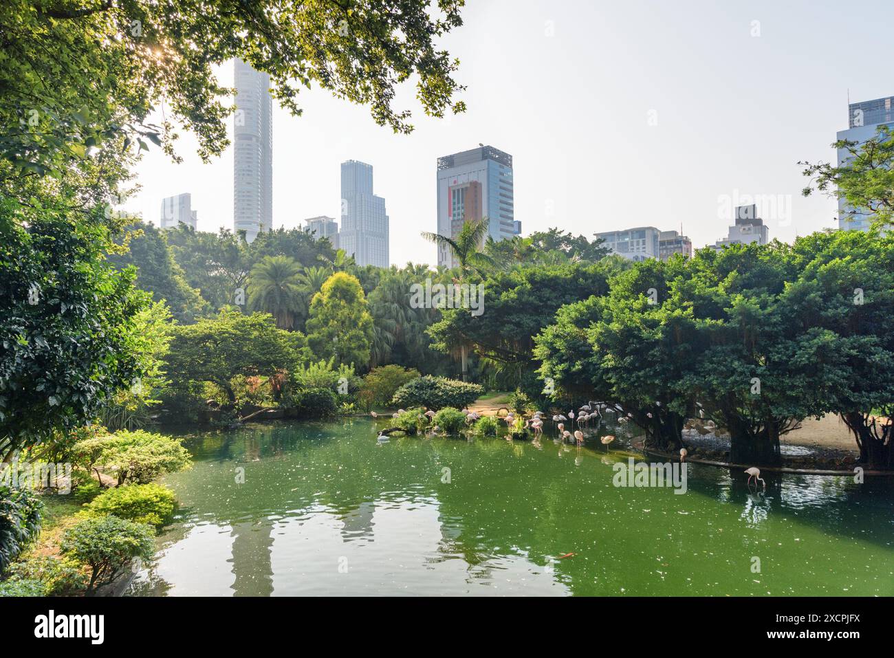 Gorgeous morning view of Bird Lake at Kowloon Park in Hong Kong ...