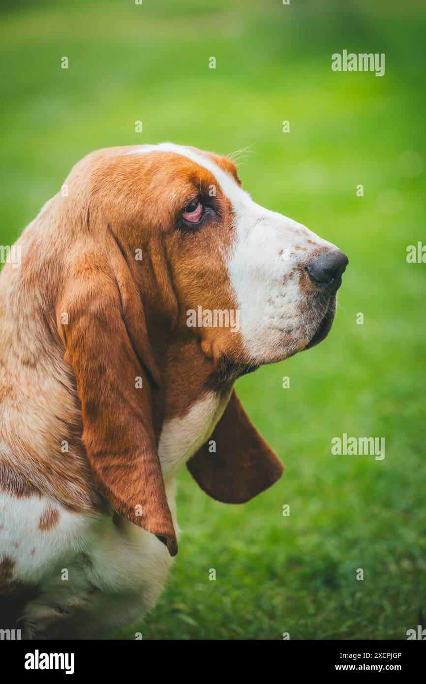 Dog basset hound hi-res stock photography and images - Alamy