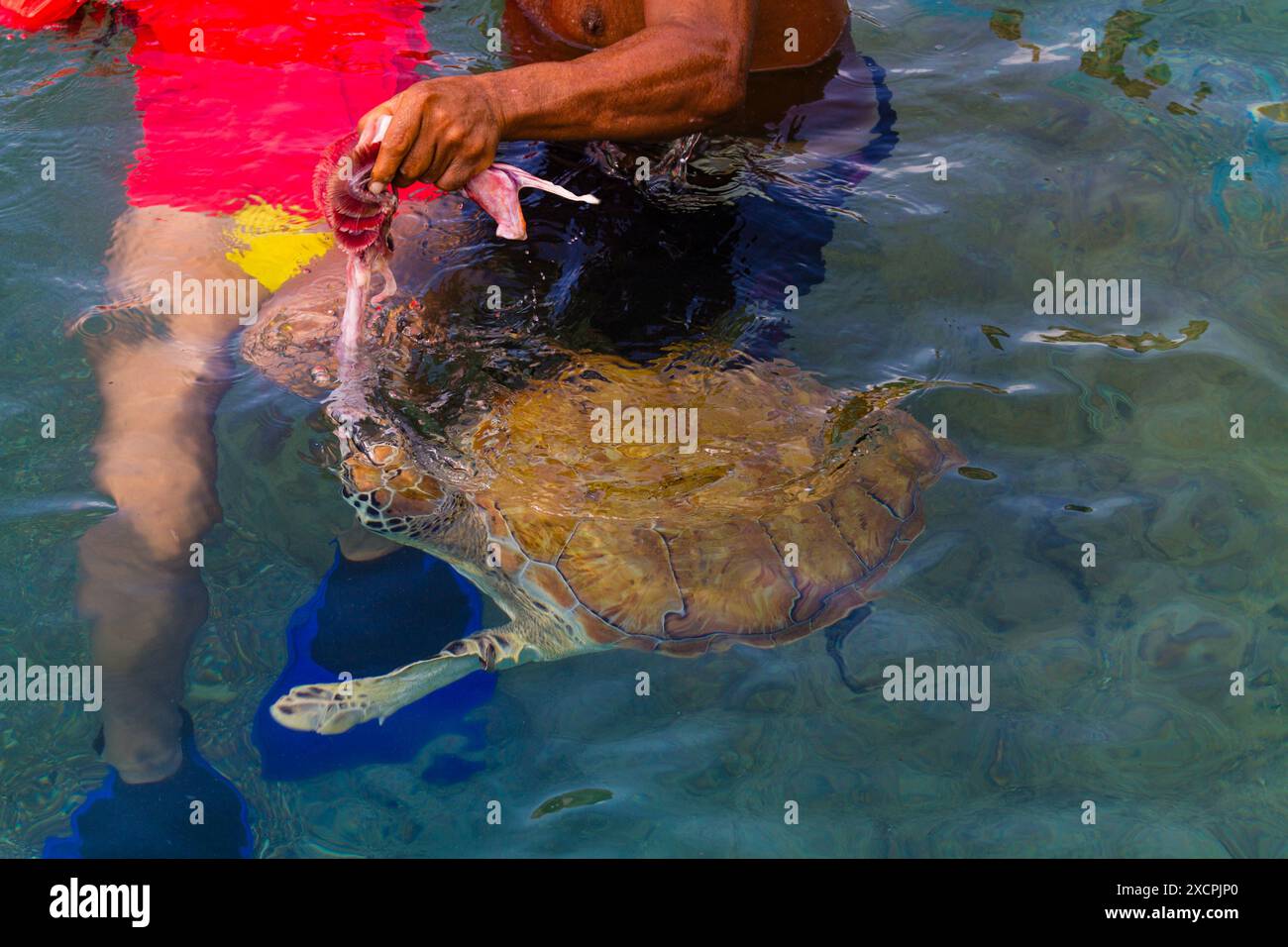 Willemstad, Curaçao - August 16th 2023 - Tourists and sea turtles in ...