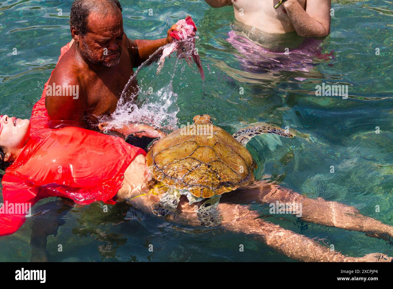 Willemstad, Curaçao - August 16th 2023 - Tourists and sea turtles in ...