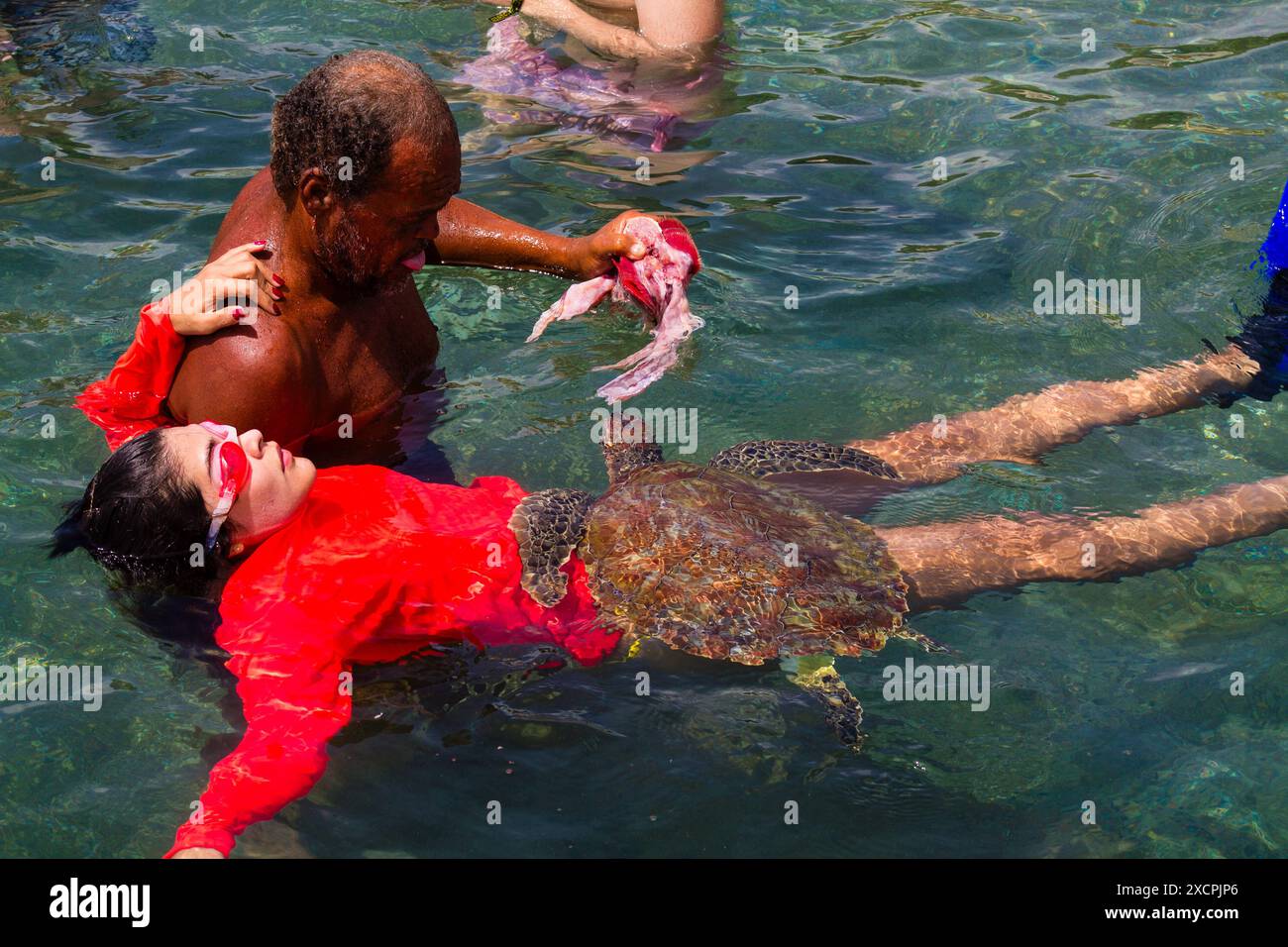 Willemstad, Curaçao - August 16th 2023 - Tourists and sea turtles in ...