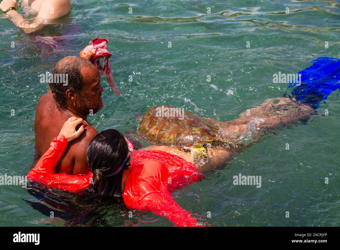 Willemstad, Curaçao - August 16th 2023 - Tourists and sea turtles in ...