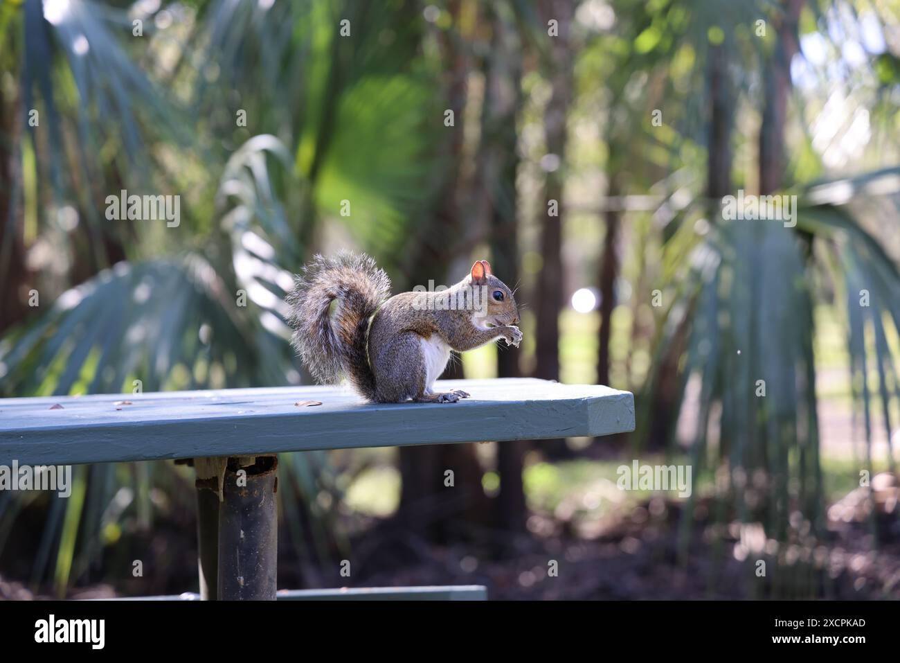 Squirrel picnic table hi-res stock photography and images - Alamy