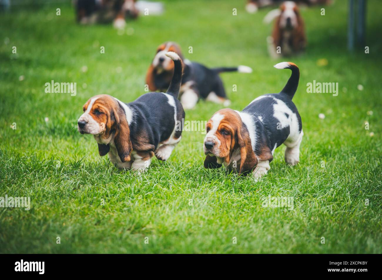 Hush puppies hi-res stock photography and images - Alamy
