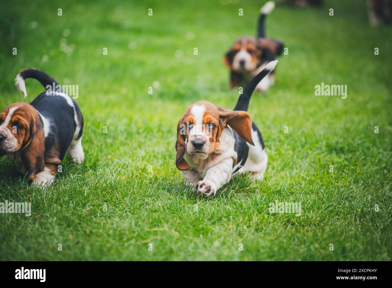 Hush puppies hi-res stock photography and images - Alamy