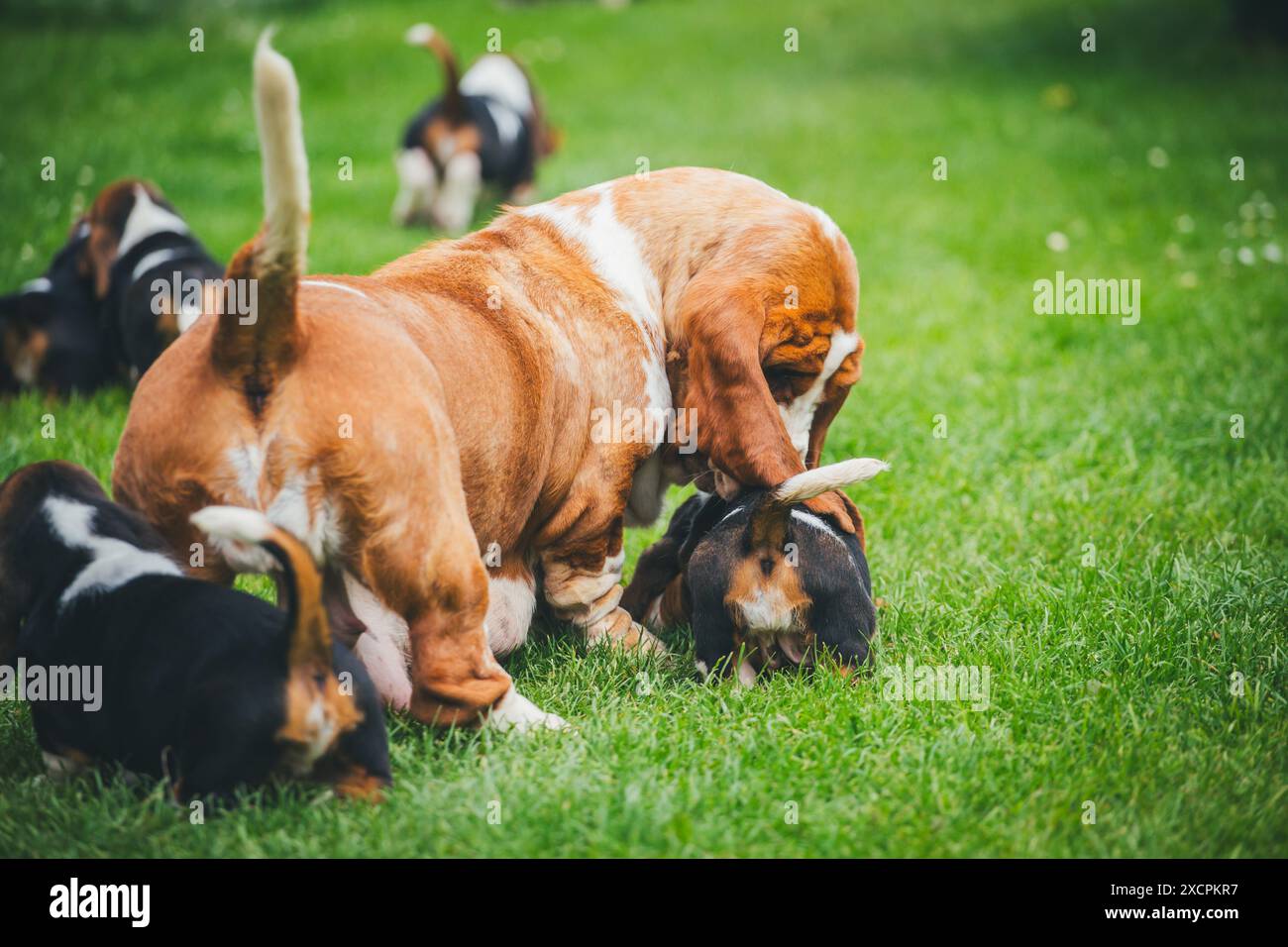 Basset Hound female dog and her puppies Stock Photo - Alamy