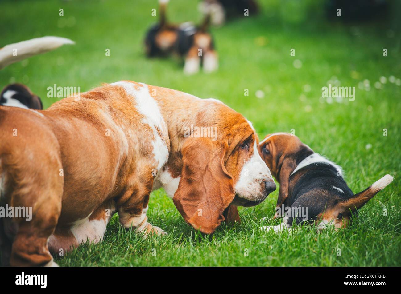 Basset Hound female dog and her puppies Stock Photo - Alamy