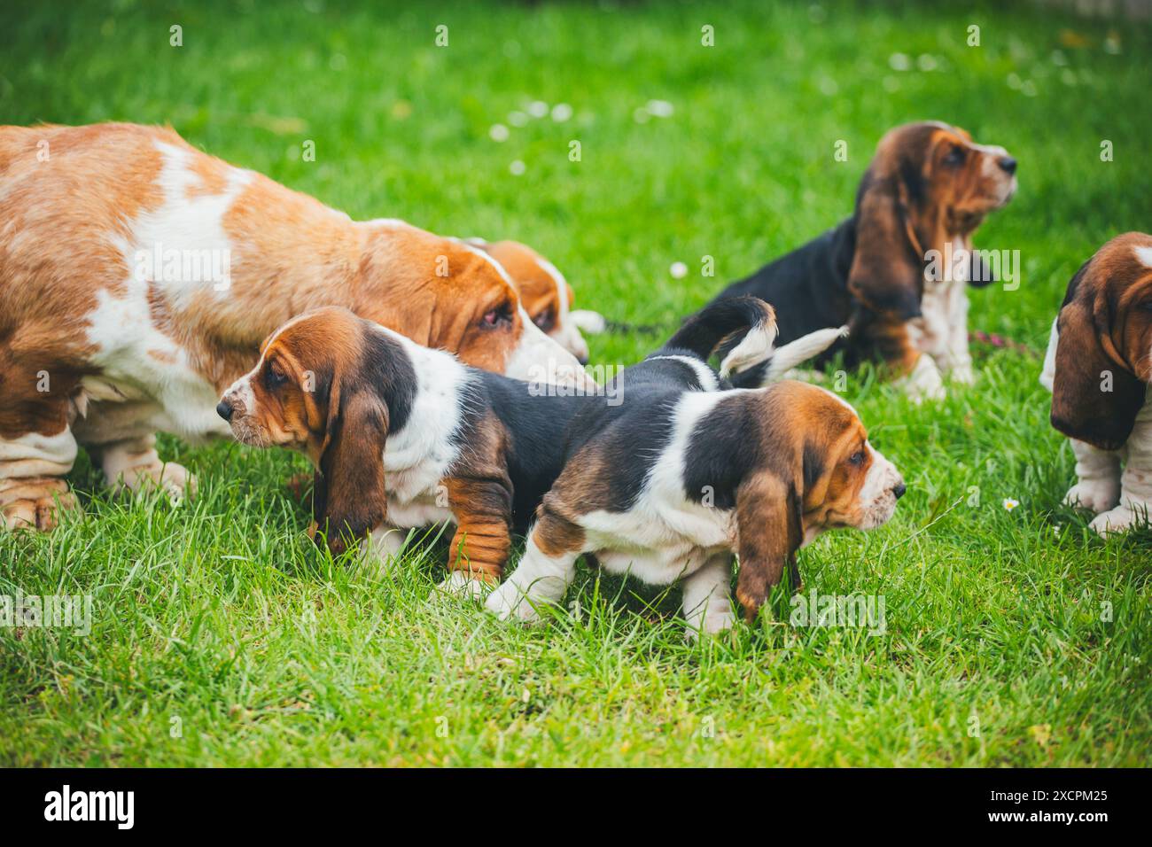 Basset Hound female dog and her puppies Stock Photo - Alamy