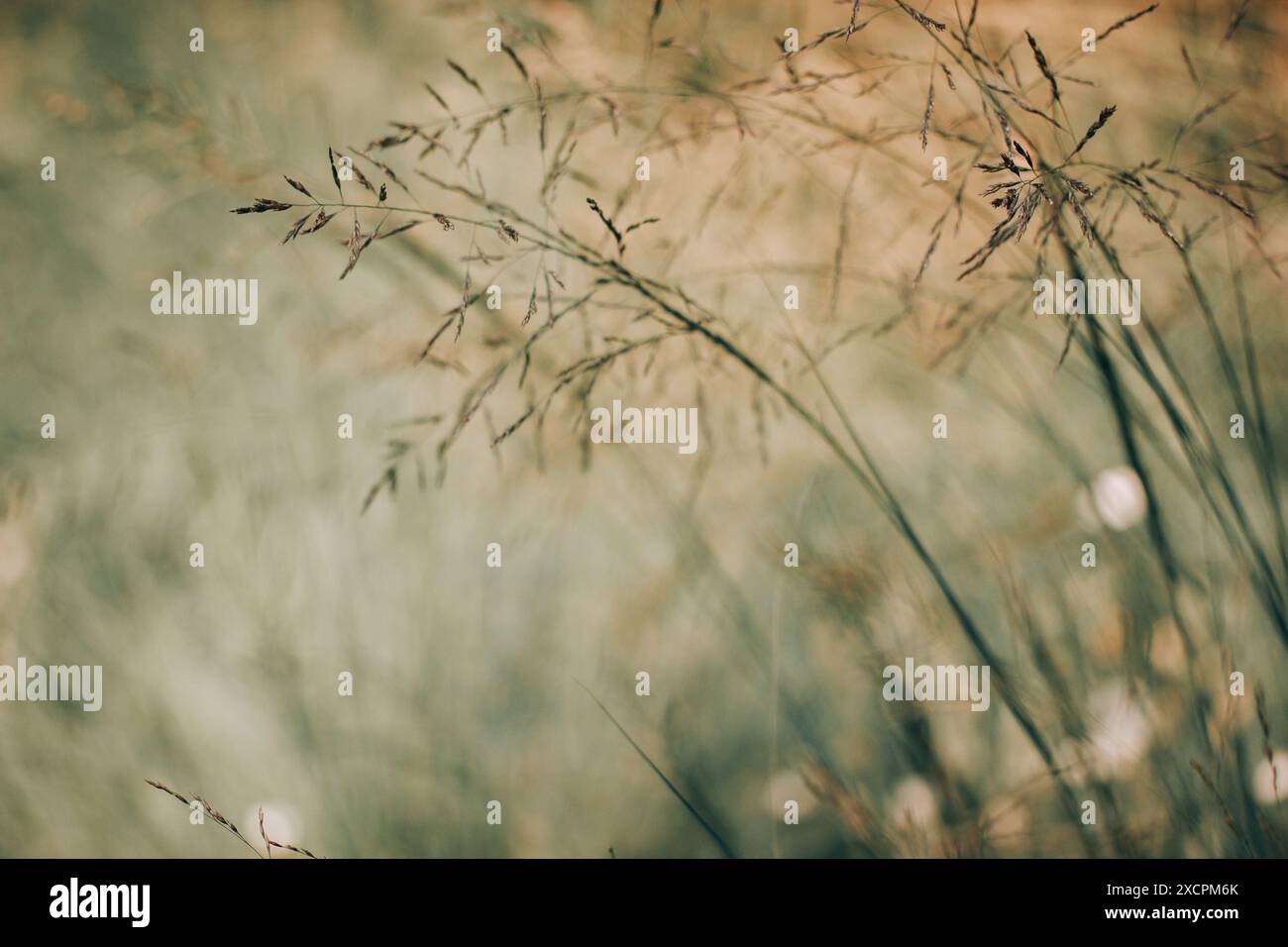 Gentle natural background with green grass. Beautiful poster of nature ...