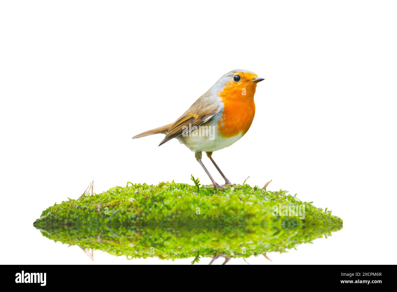 Robin on an island of green moss Stock Photo - Alamy
