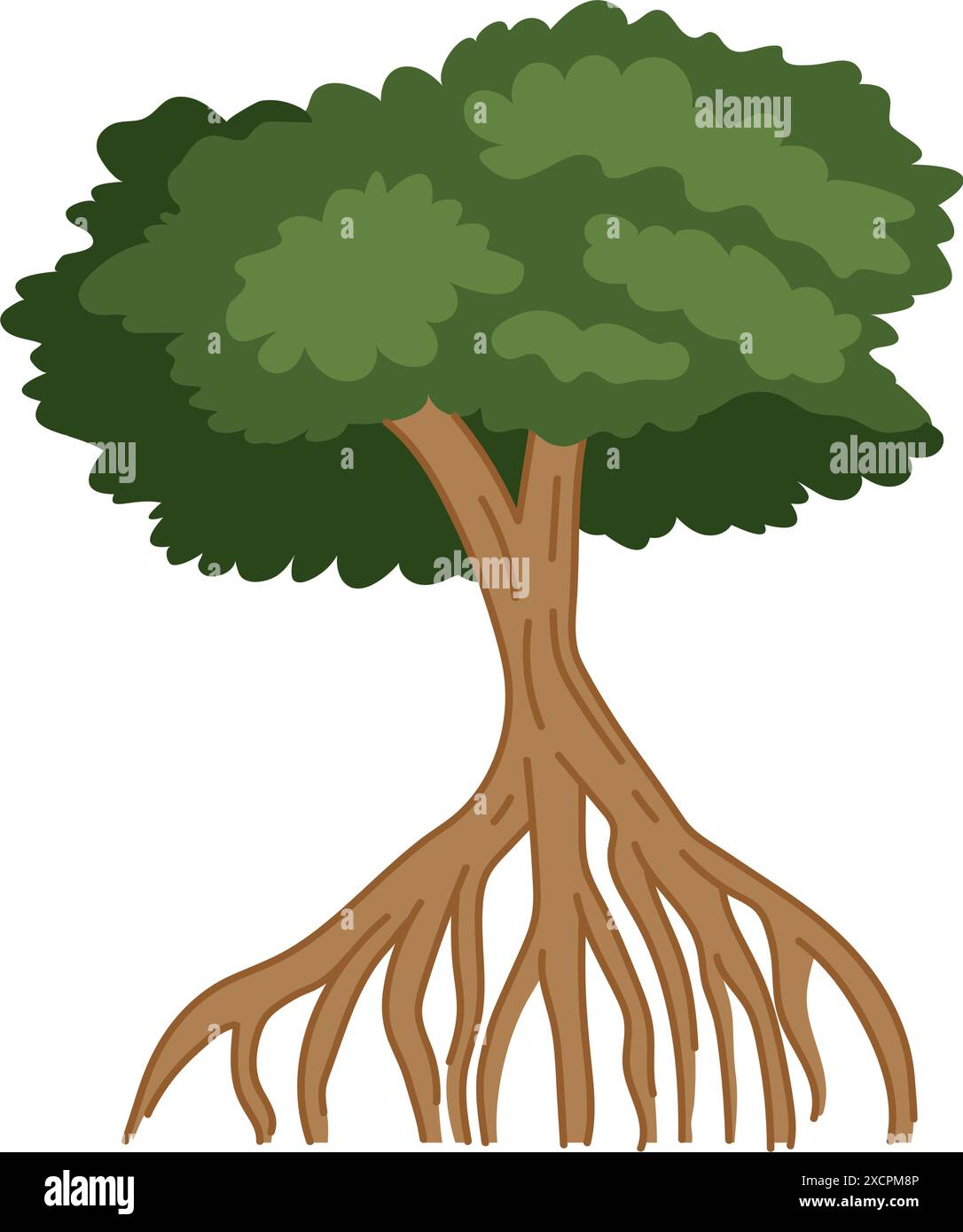 mangrove tree a tropical coastal plant Stock Vector Image & Art - Alamy