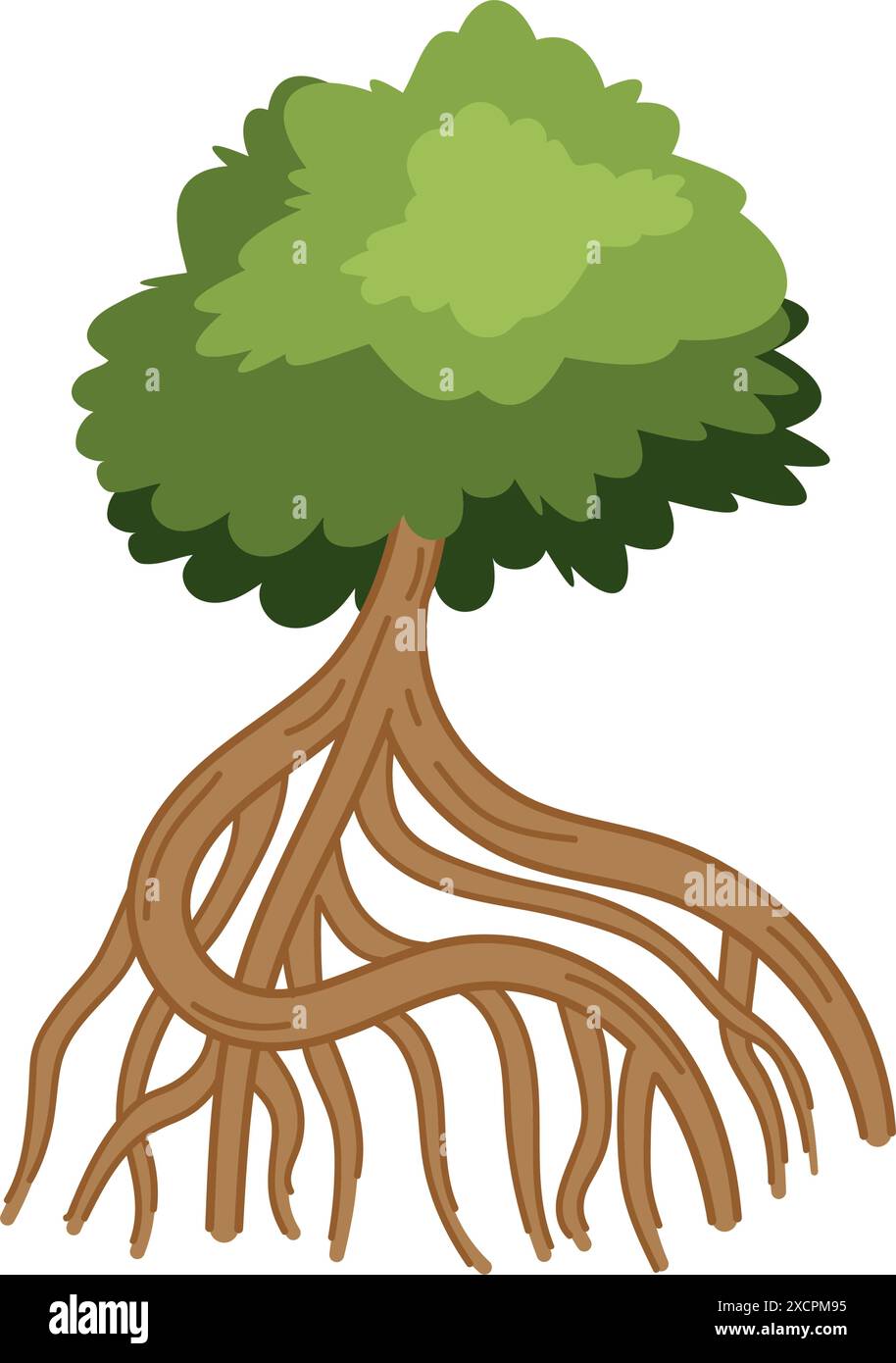 Mangrove tree roots on tropical Stock Vector Images - Alamy