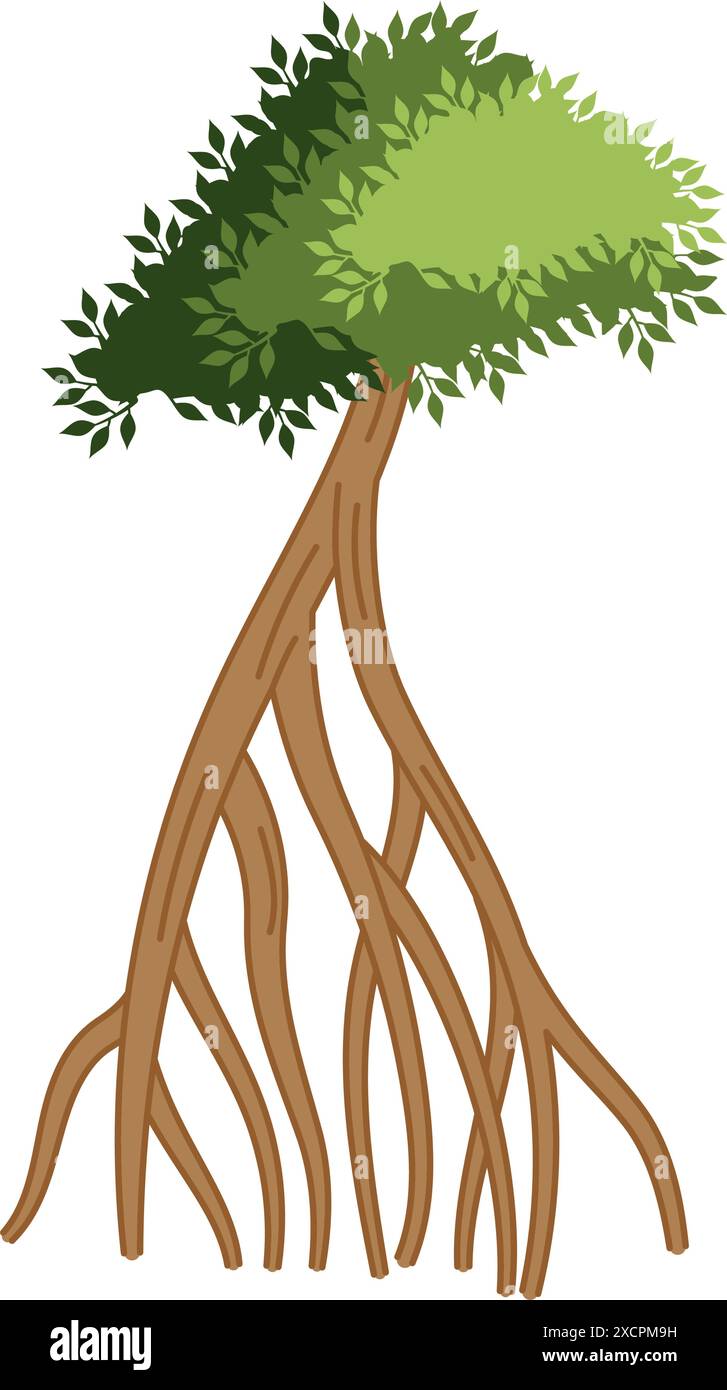 mangrove tree roots environmental Stock Vector Image & Art - Alamy