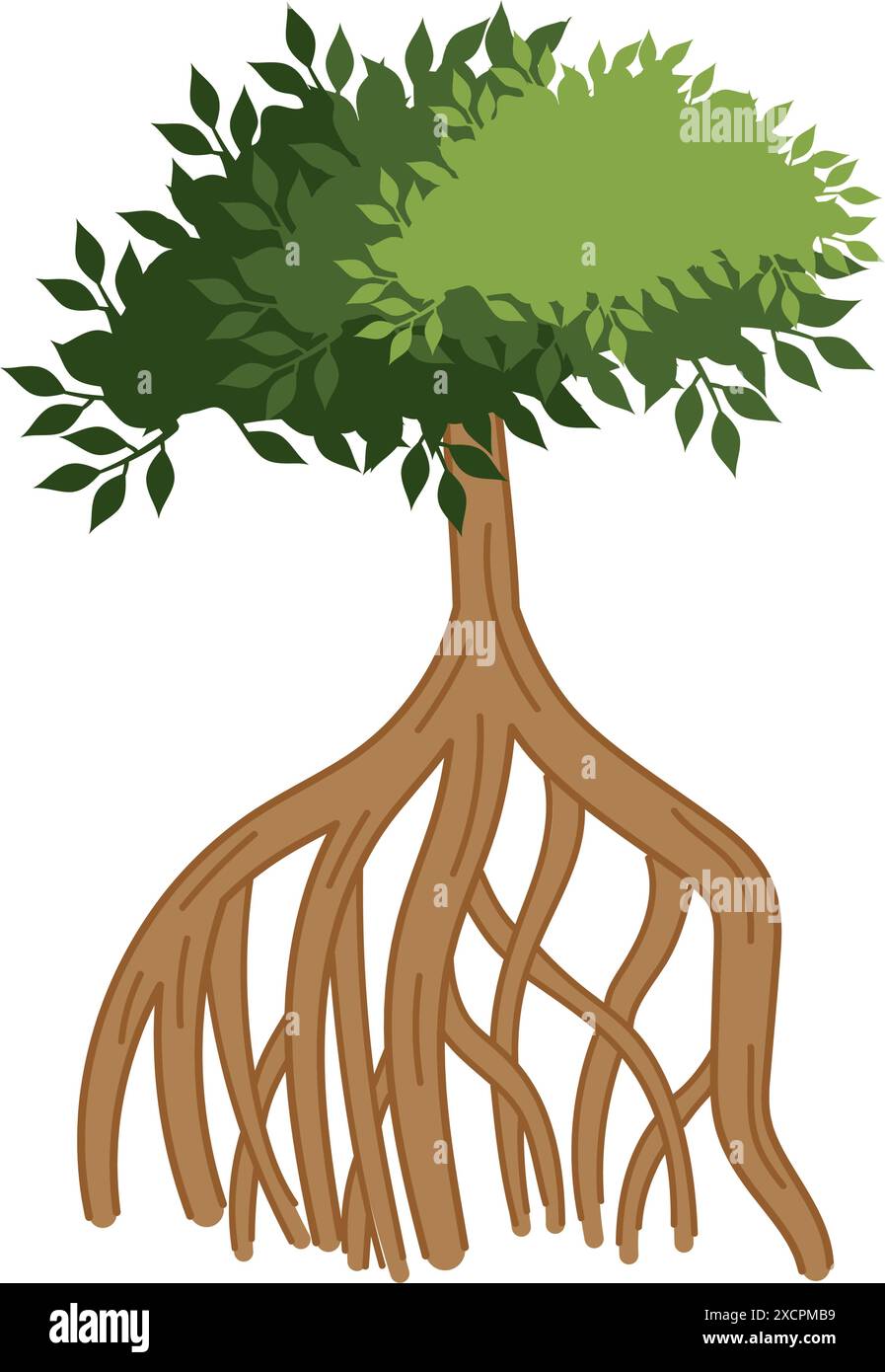 mangrove tree green foliage Stock Vector Image & Art - Alamy