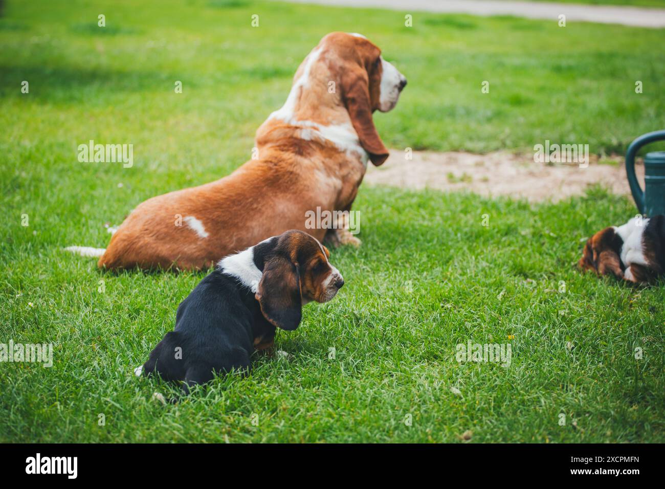 Basset Hound female dog and her puppies Stock Photo - Alamy