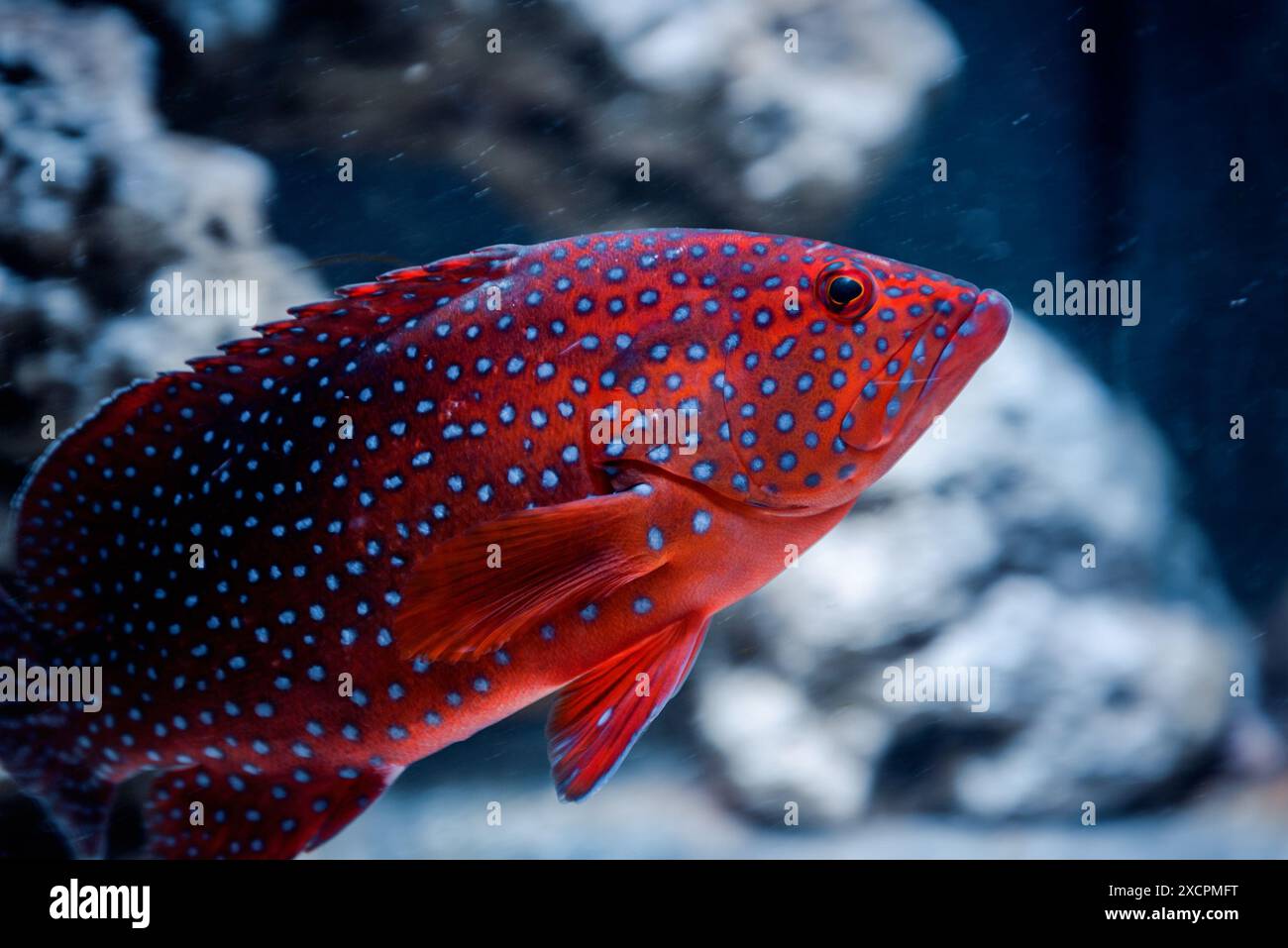 Coral grouper near coral reef. Side view of Coral hind with yellow ...
