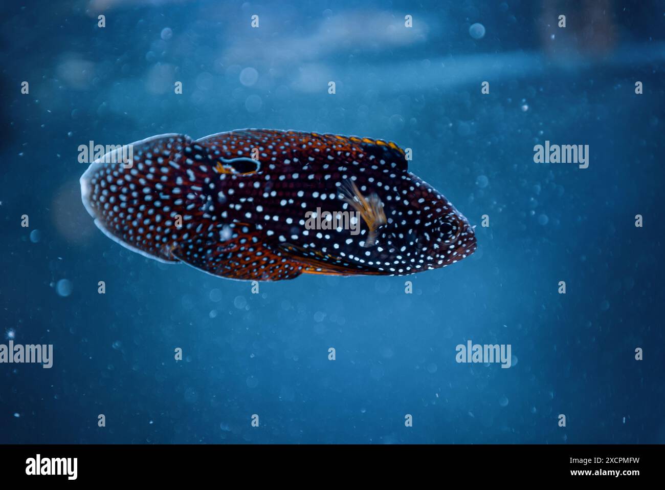 Comet fish in dark blue water. Side view of Calloplesiops altivelis ...