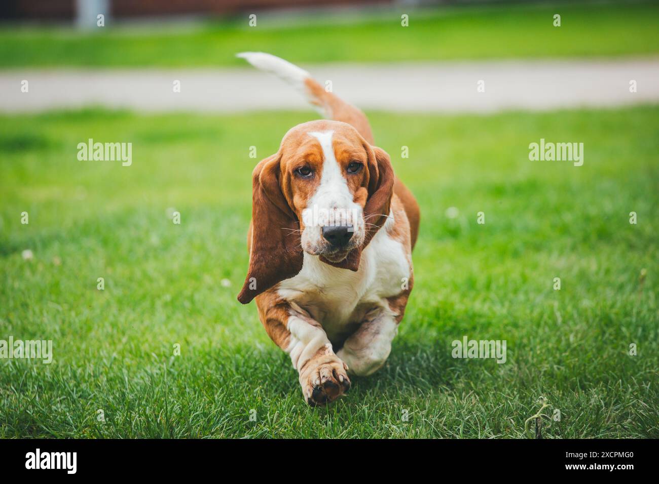 Active hunting dog hi-res stock photography and images - Alamy