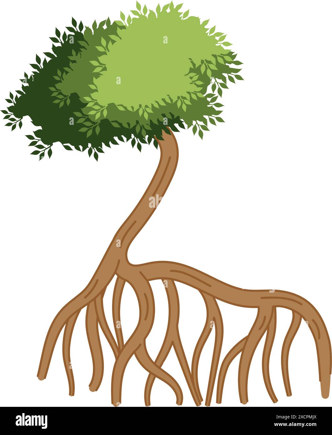 mangrove tree rooted with green leaves Stock Vector Image & Art - Alamy