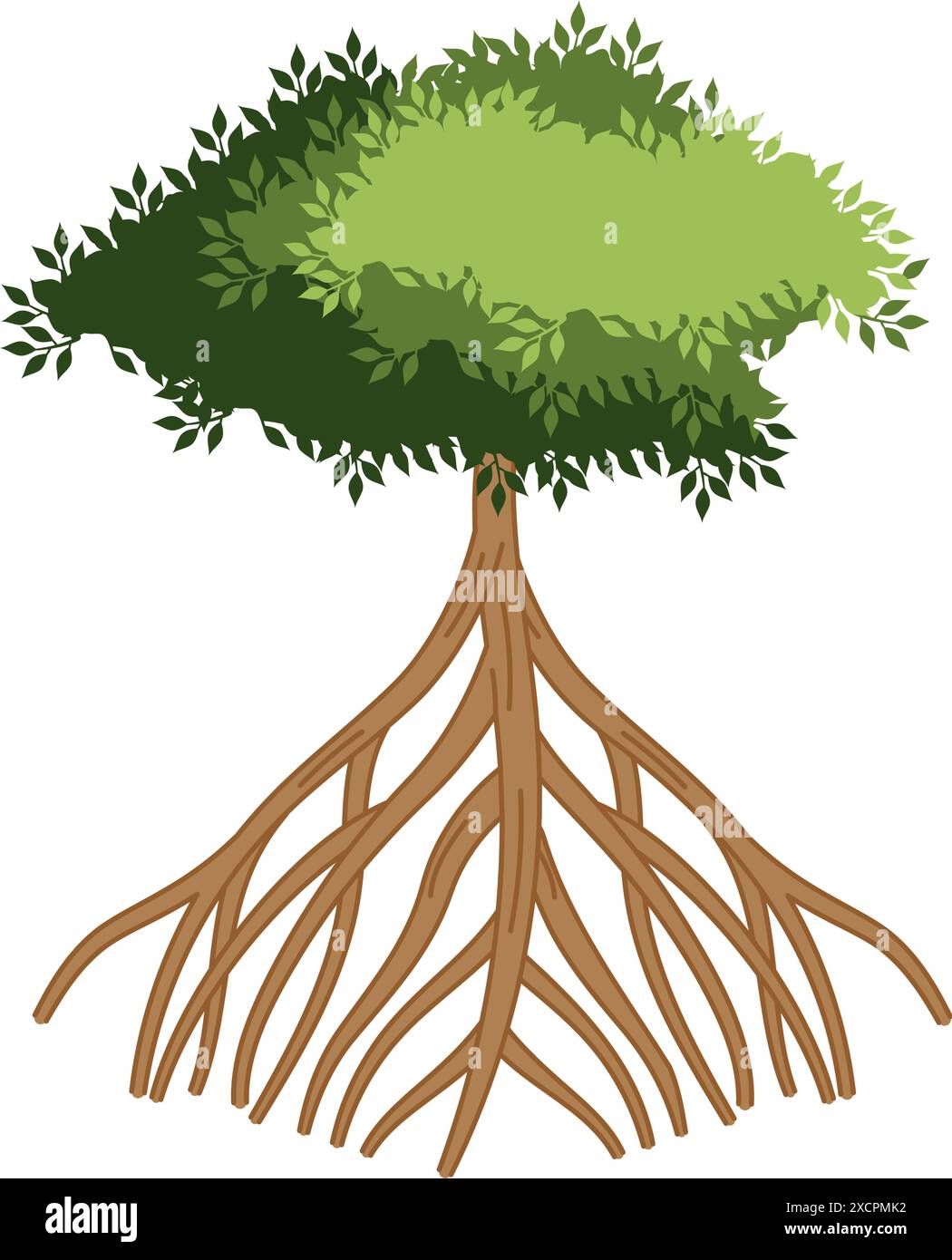 mangrove tree exotic botany Stock Vector Image & Art - Alamy