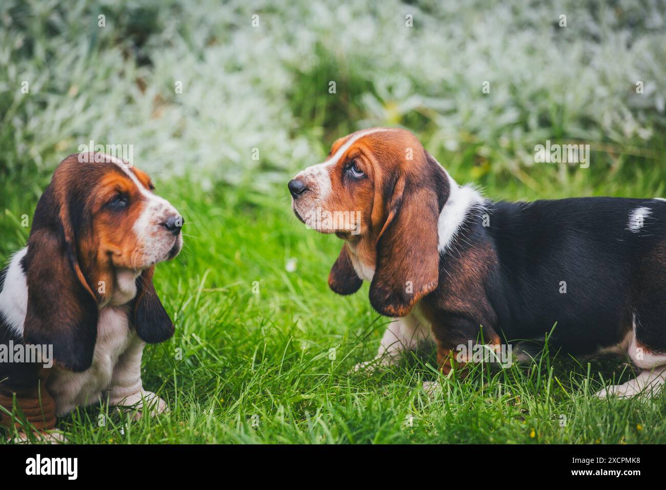 Basset Hound puppies Stock Photo - Alamy