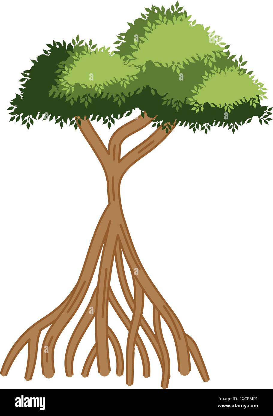 mangrove tree big plant Stock Vector Image & Art - Alamy