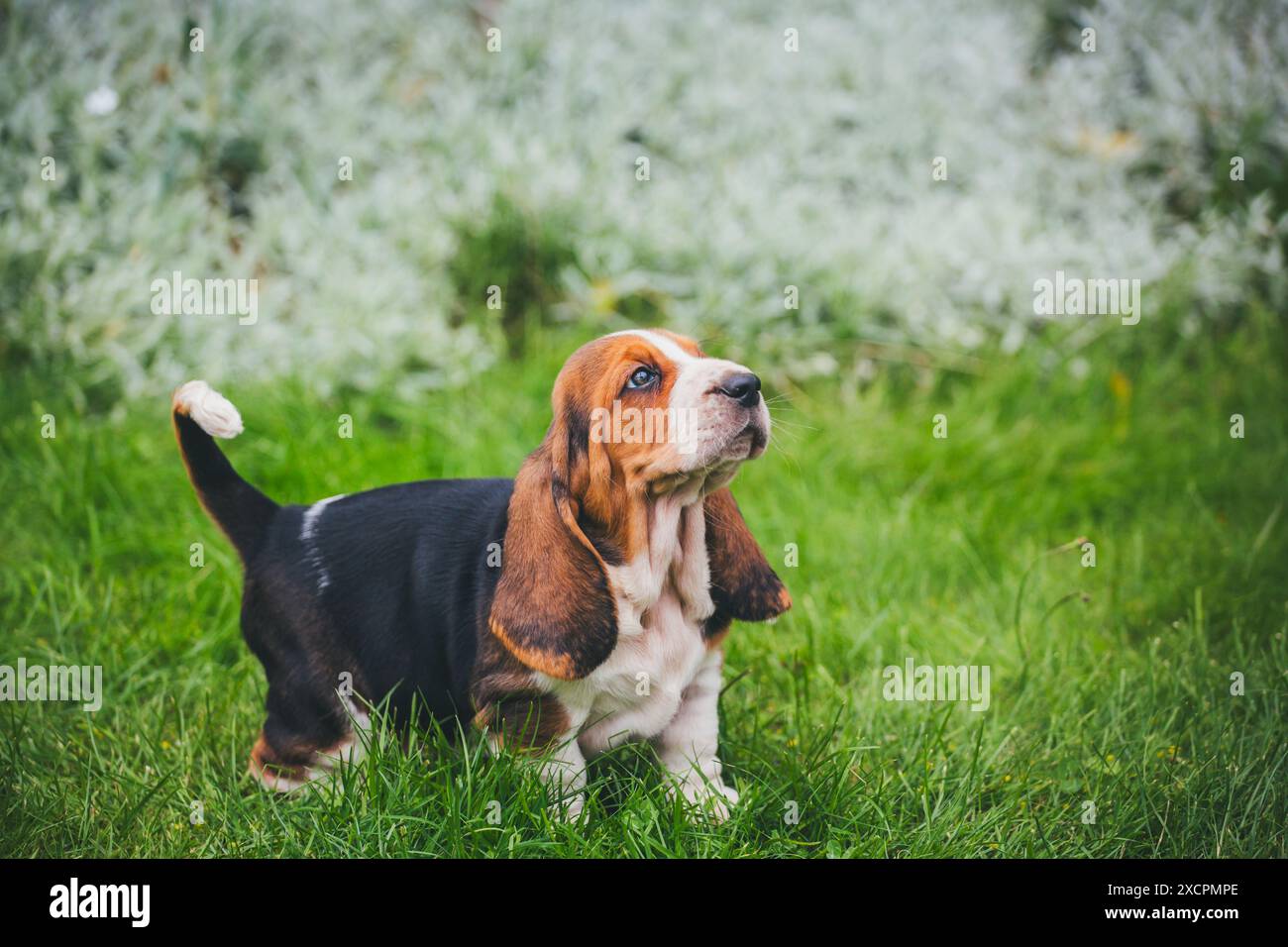 Basset Hound puppy Stock Photo - Alamy