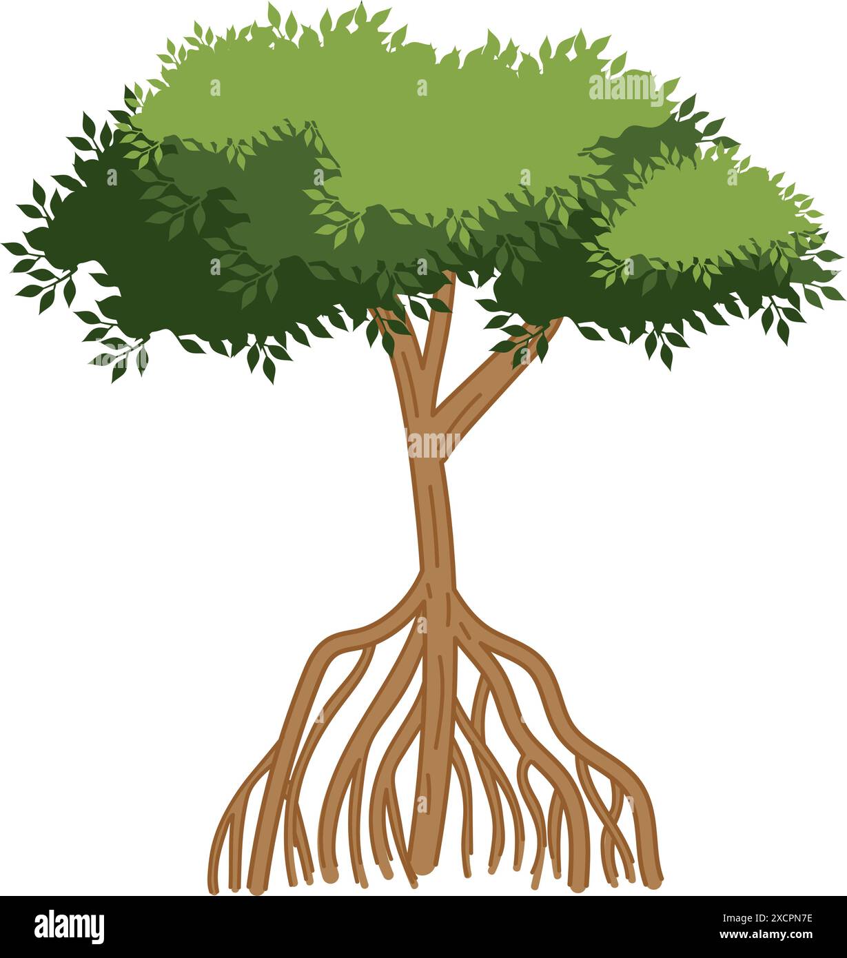 Green mangrove forest tree Stock Vector Images - Alamy