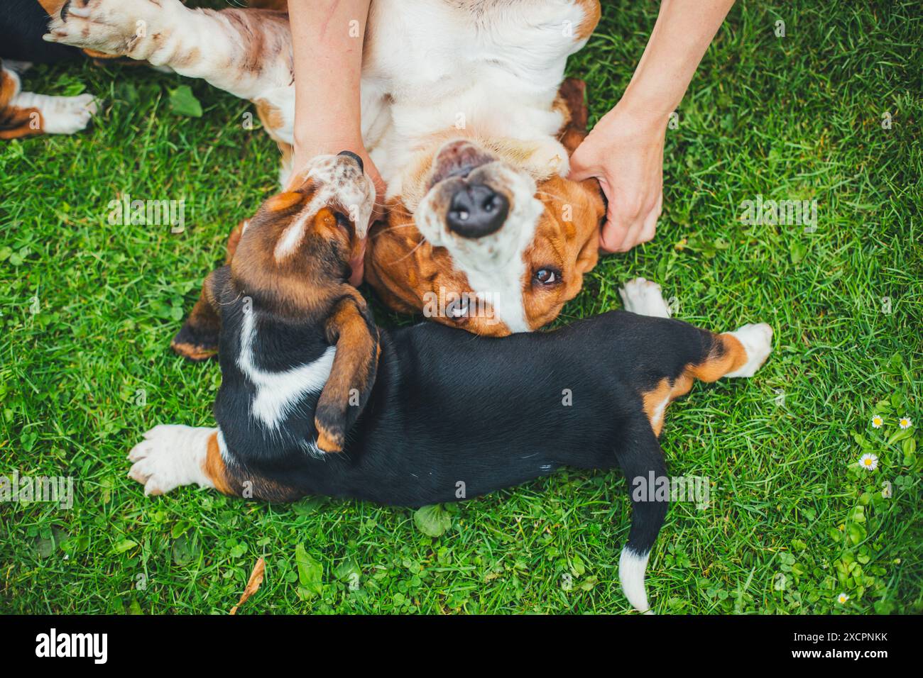 Basset Hound female dog and her puppy Stock Photo - Alamy