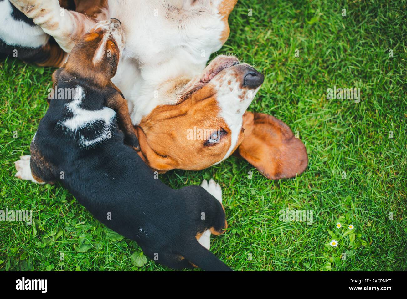 Basset Hound female dog and her puppy Stock Photo - Alamy