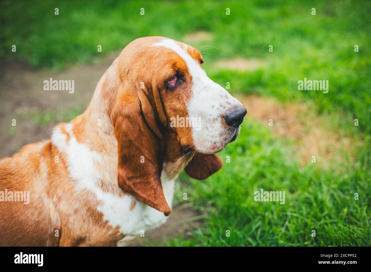 Working basset hi-res stock photography and images - Alamy