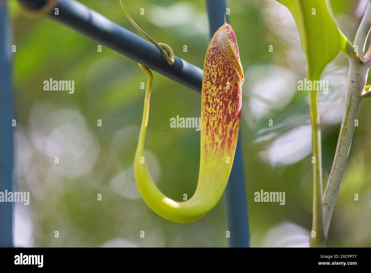Raffles' pitcher plant Nepenthaceae, rafflesiana. Singapore Botanic ...