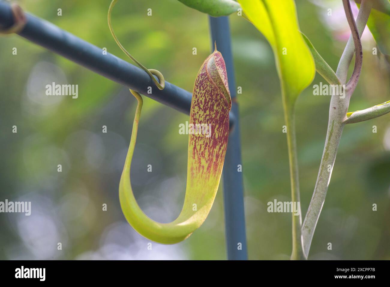 Nepenthes sanderiana hi-res stock photography and images - Alamy